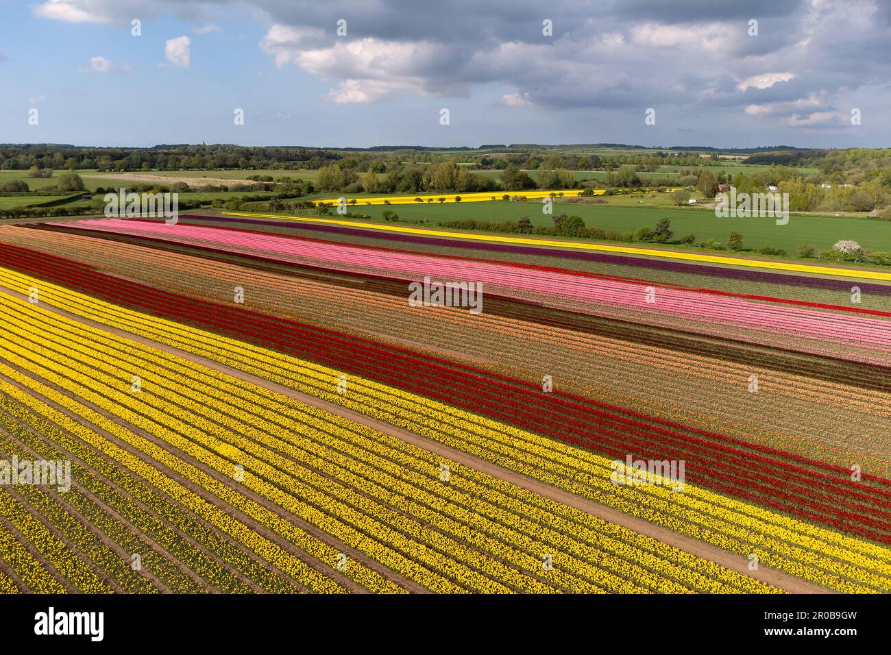 A field of tulips in full colour near King's Lynn in Norfolk where ...