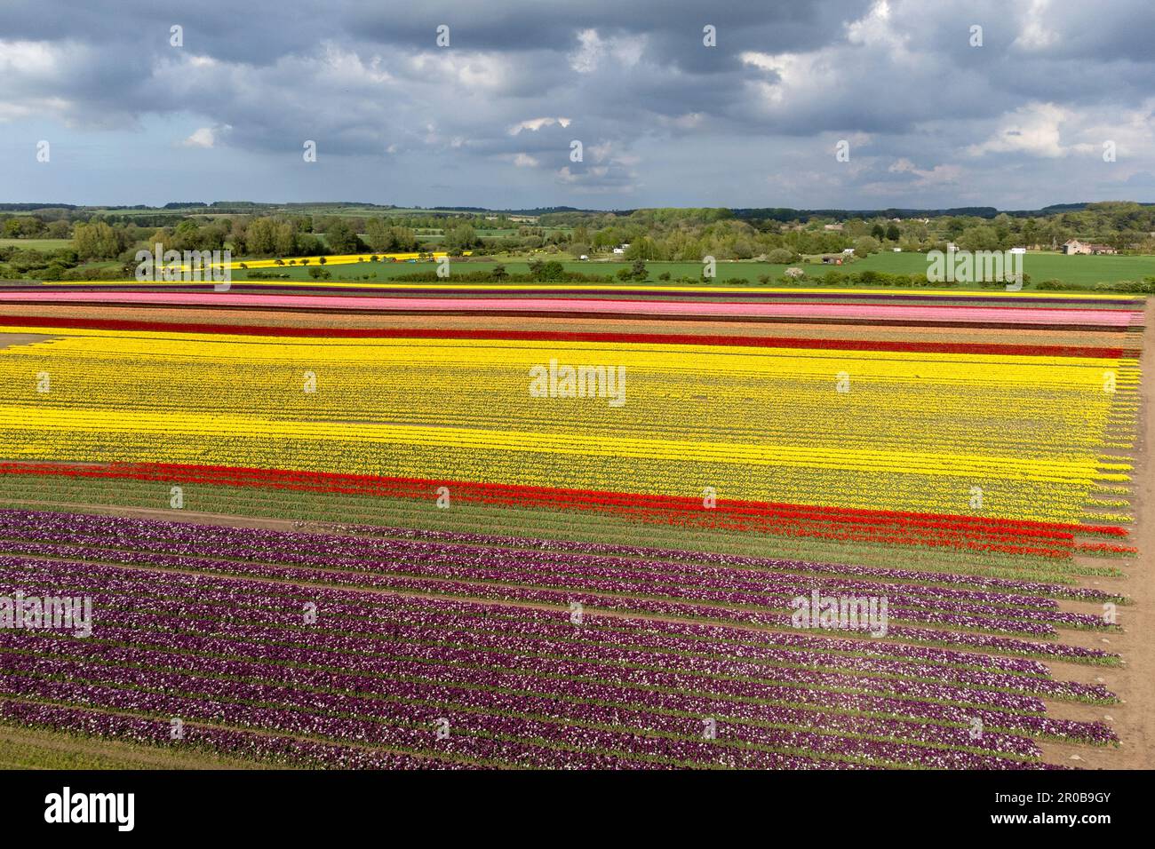 A field of tulips in full colour near King's Lynn in Norfolk where ...