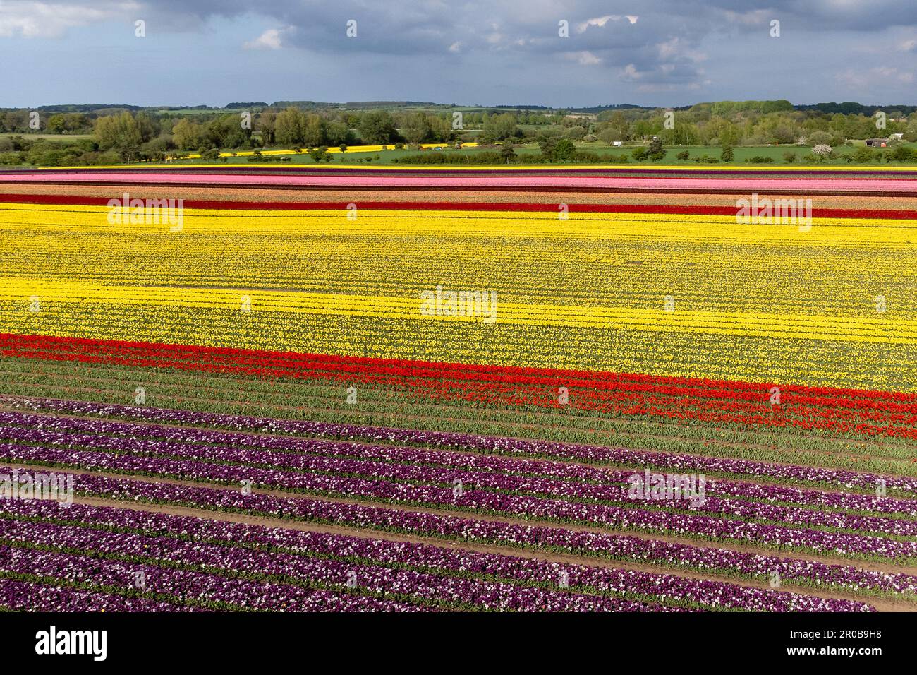 A field of tulips in full colour near King's Lynn in Norfolk where ...