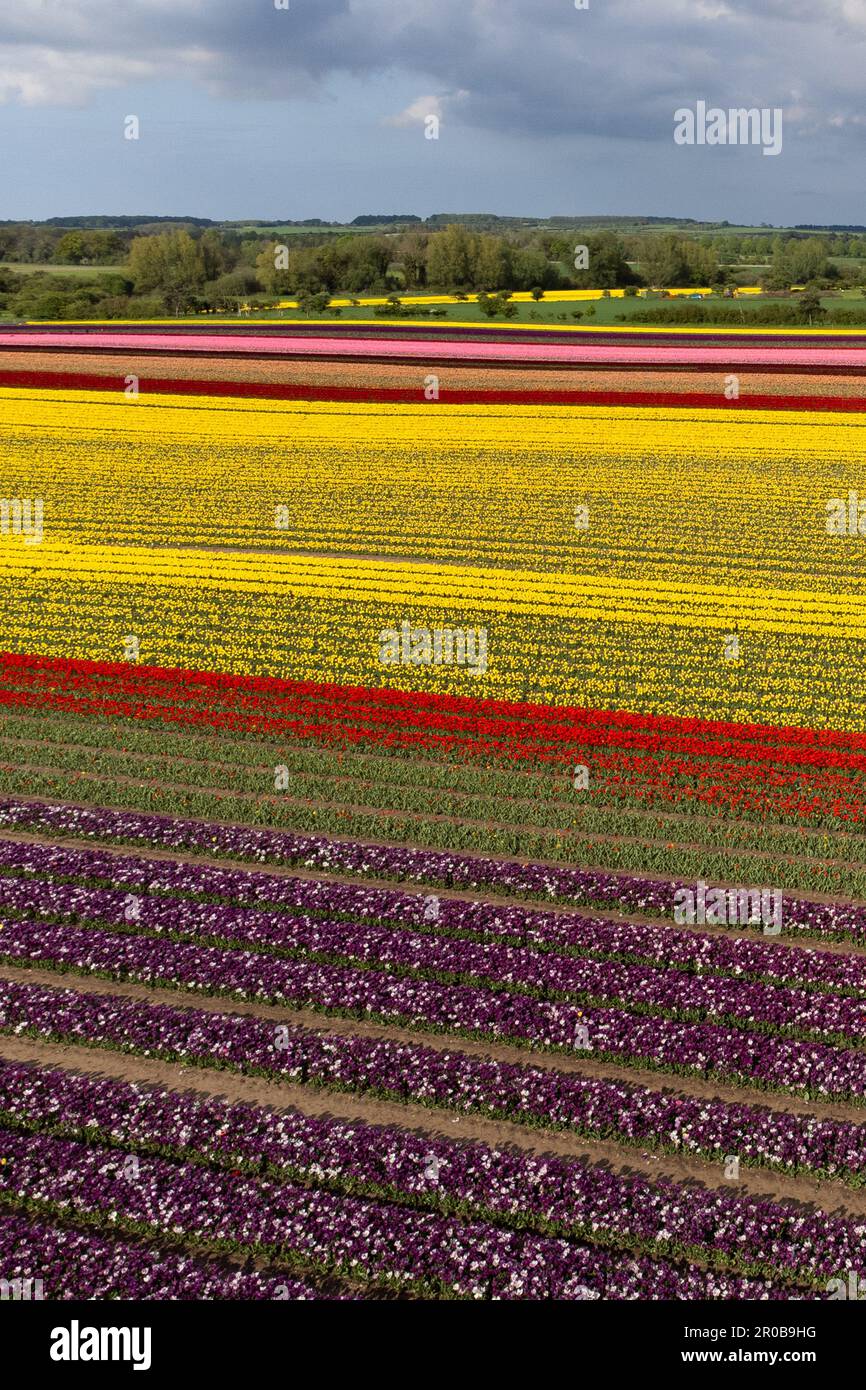 Norfolk tulip field hi-res stock photography and images - Alamy