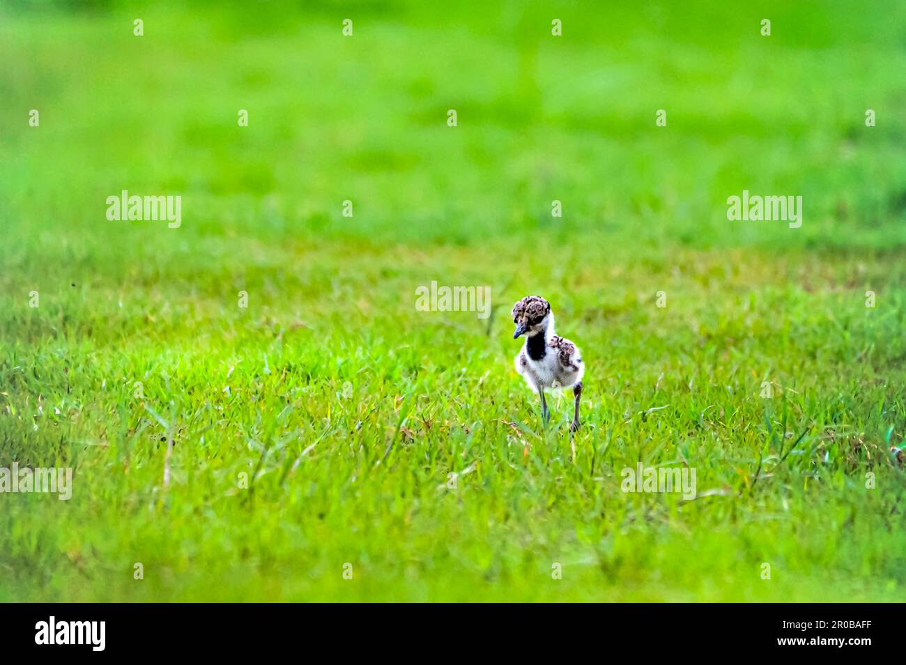 Lapwing chick white background hi-res stock photography and images - Alamy