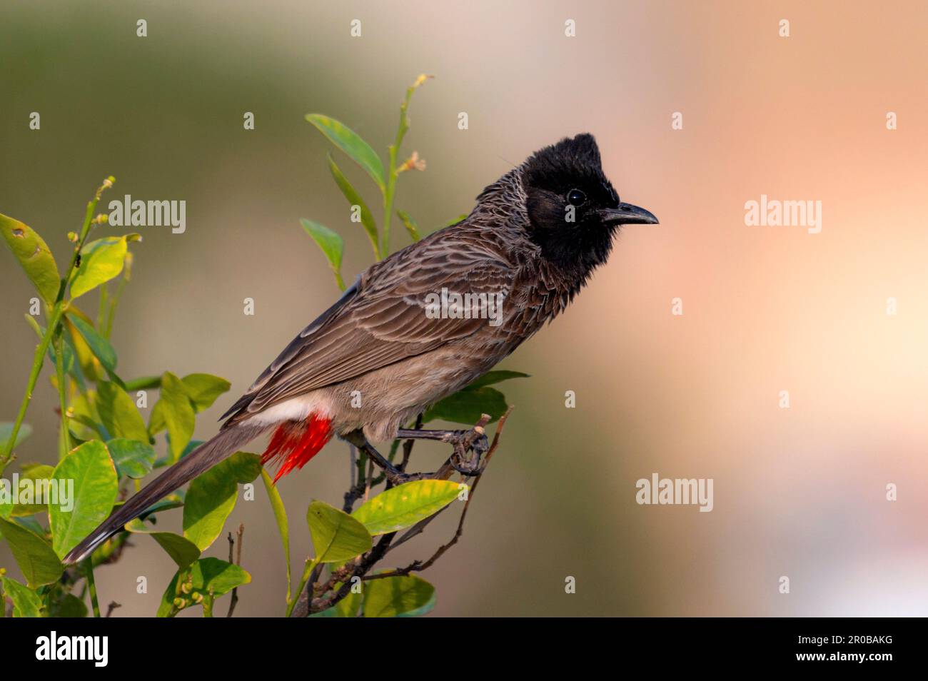 red vented bulbul in the blur background, bulbul in soft light in the ...
