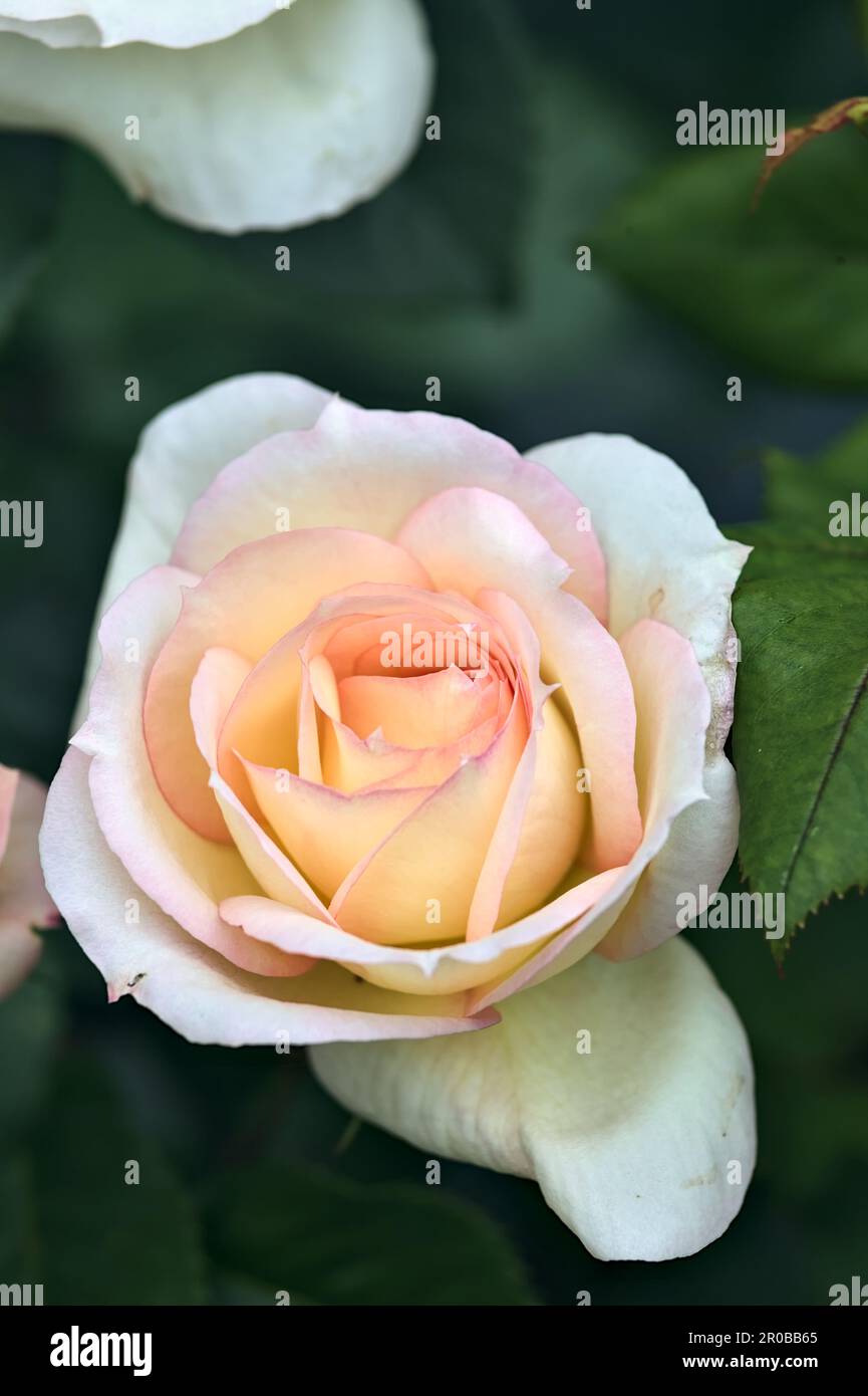 Pink english roses in bloom in a bush seen up close Stock Photo - Alamy