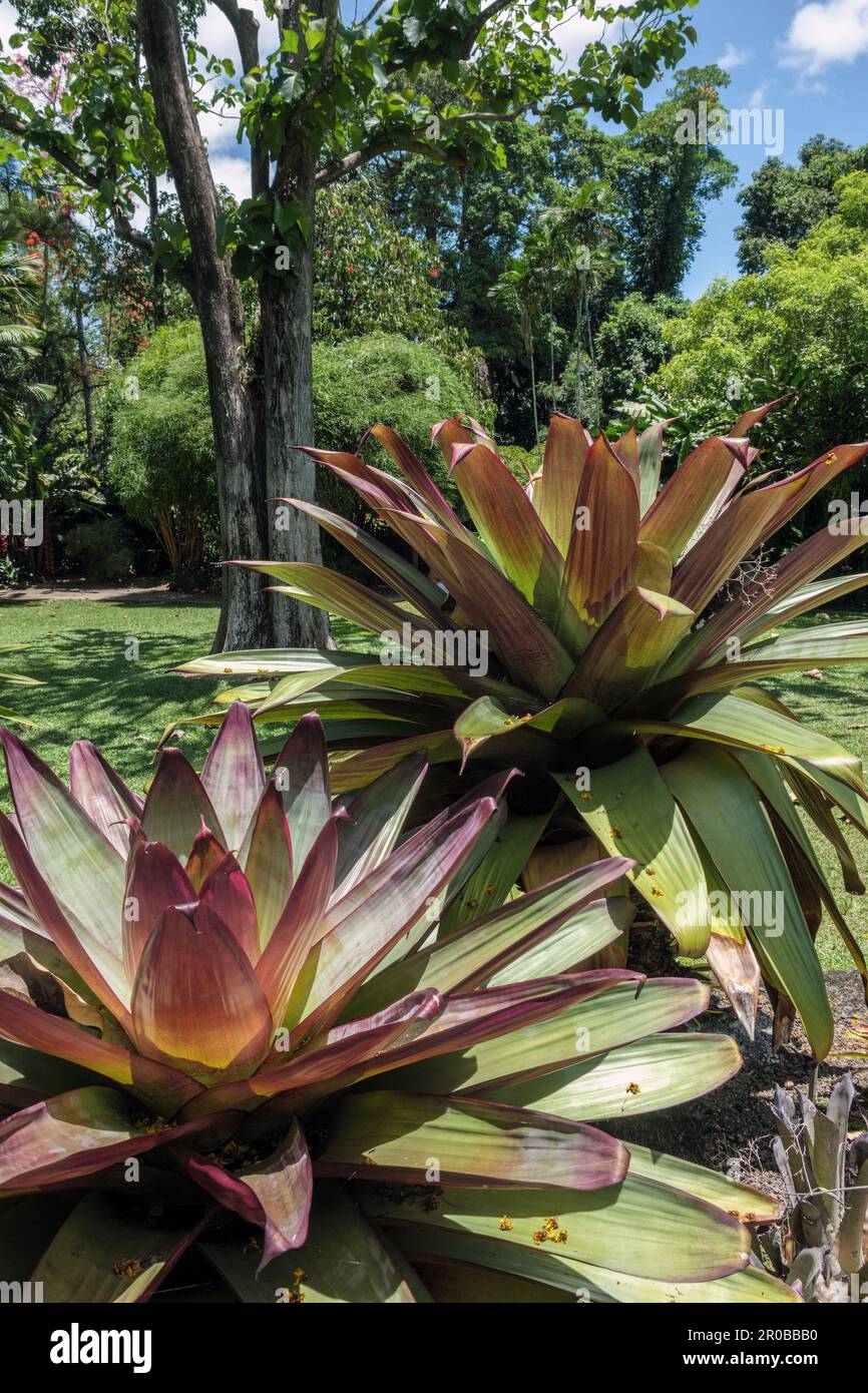 Cairns Botanic Gardens, Queensland, Australia Stock Photo - Alamy