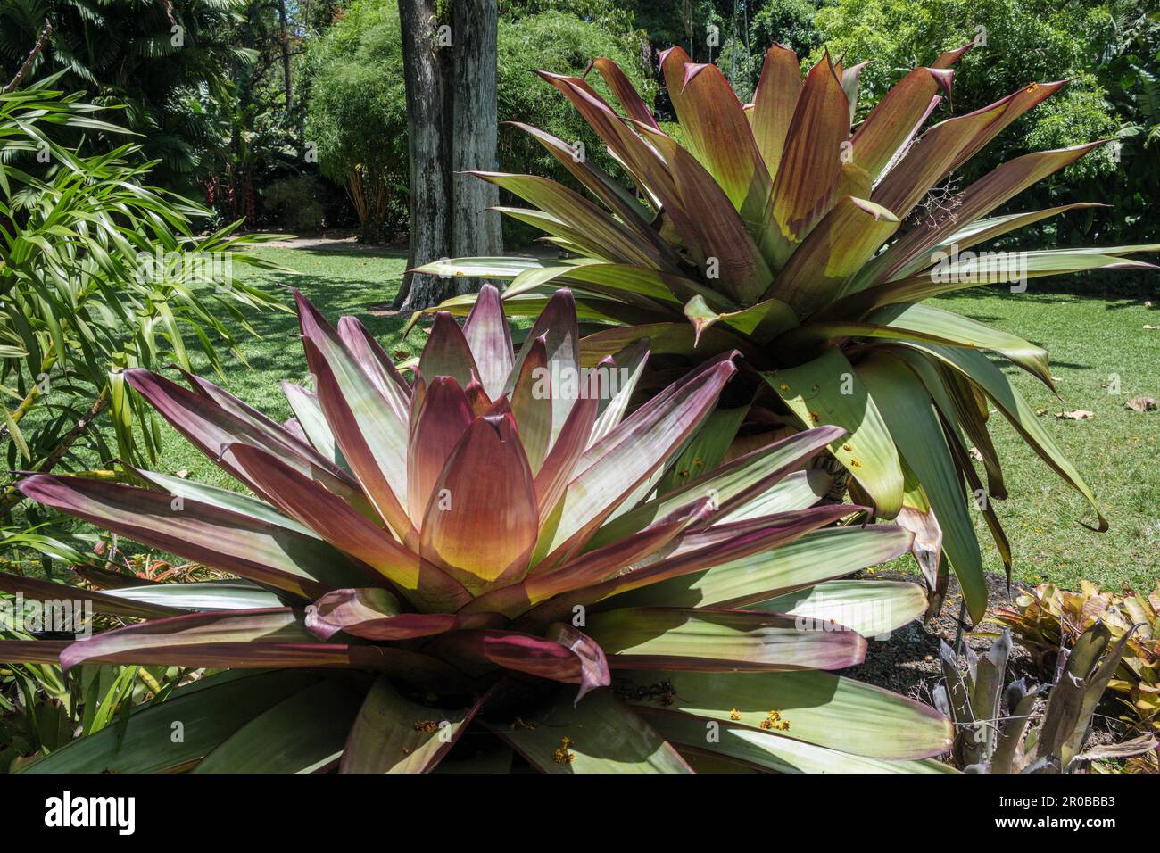 Cairns Botanic Gardens, Queensland, Australia Stock Photo - Alamy