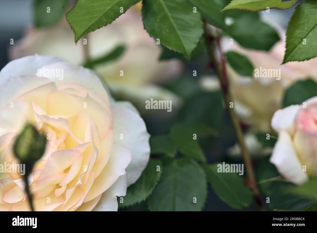 Pink english roses in bloom in a bush seen up close Stock Photo - Alamy