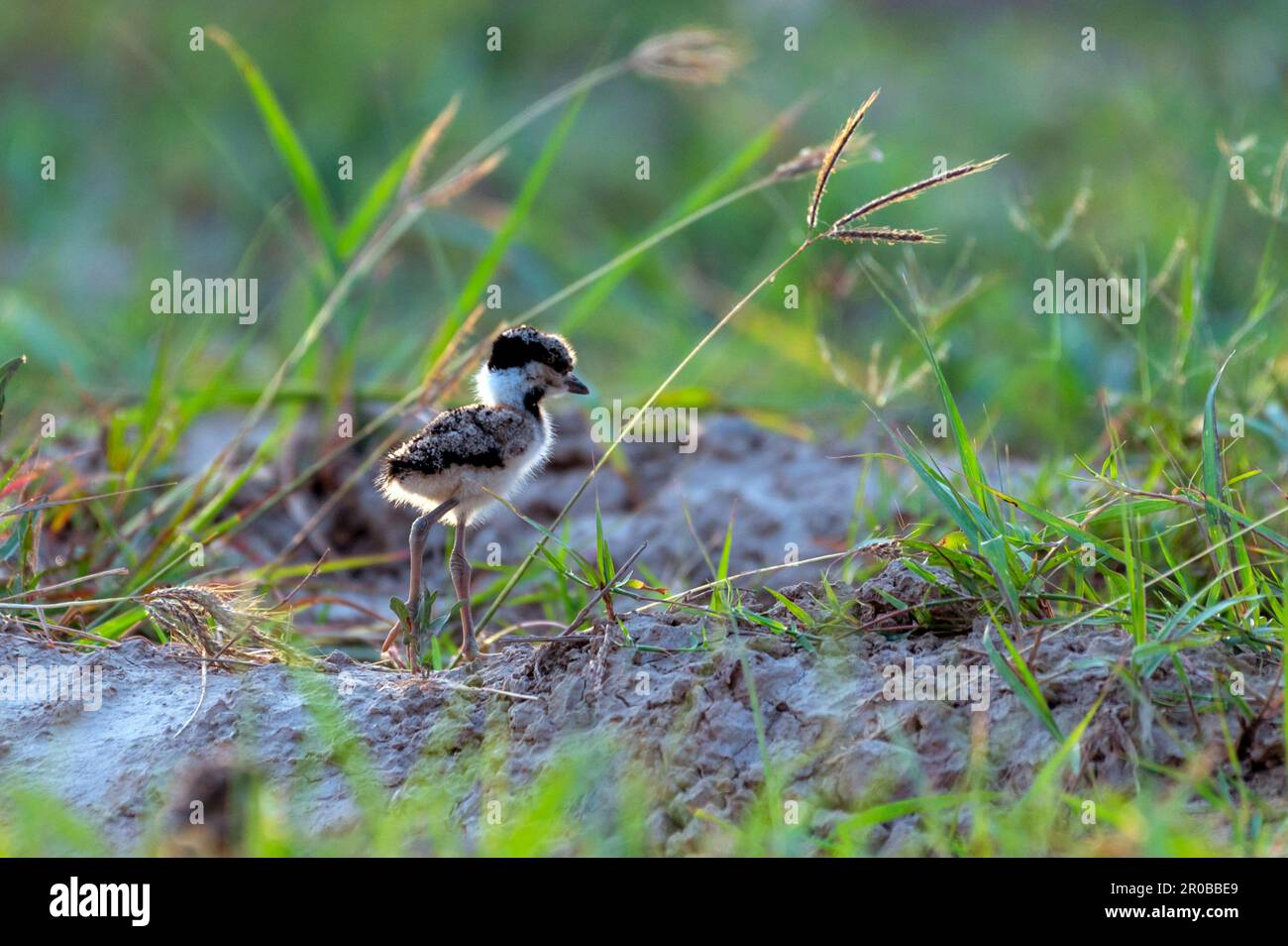 lapwing with chicks, The red-wattled lapwing is an Asian lapwing or ...
