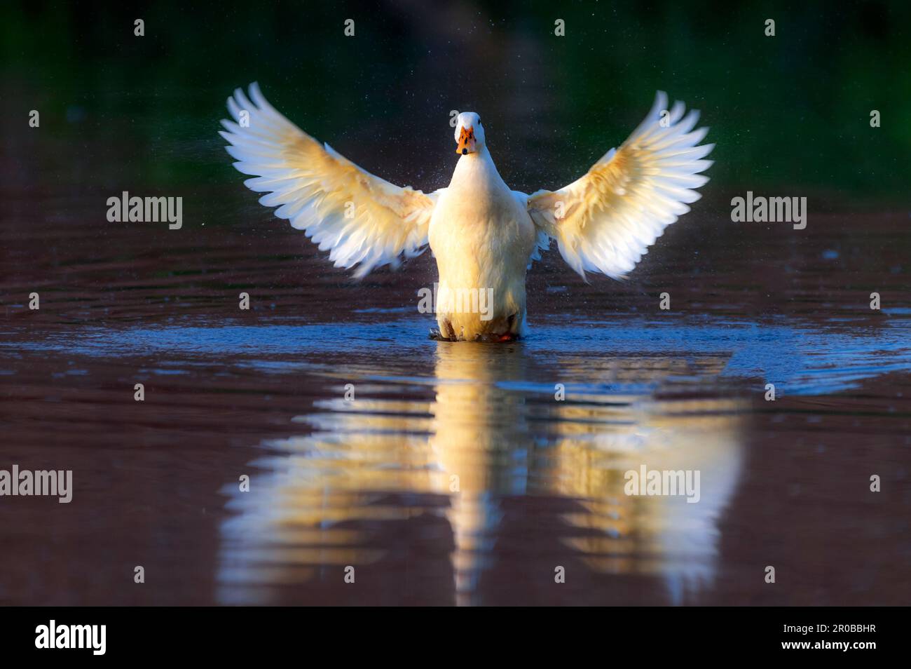 white duck in the pond with full span of wings in blur dark background ...