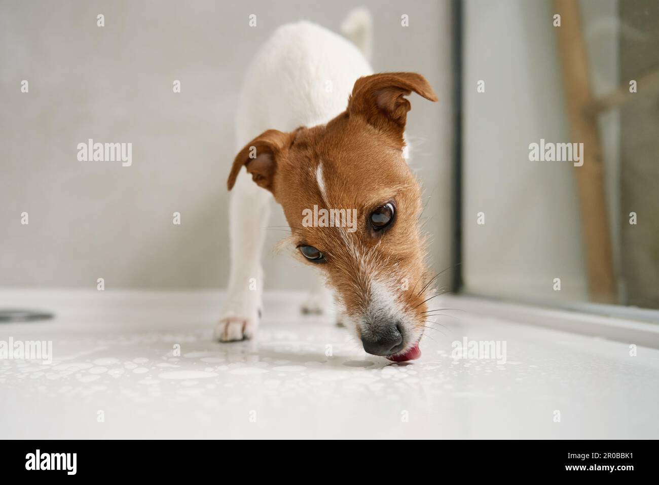 Cute dog in shower stall. Washing pet concept. Lifestyle portrait of ...