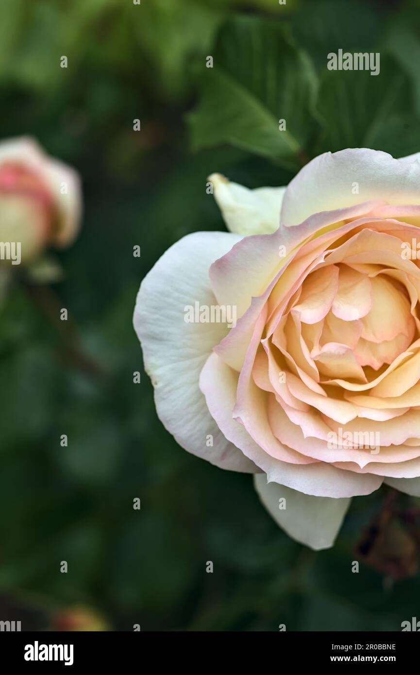Pink english roses in bloom in a bush seen up close Stock Photo - Alamy