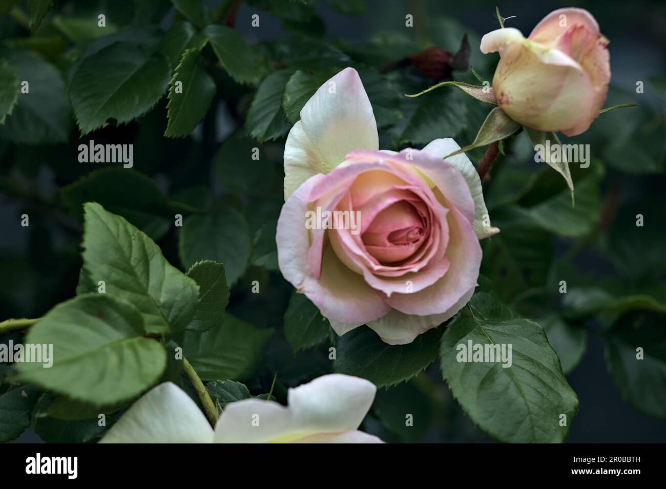 Pink english roses in bloom in a bush seen up close Stock Photo - Alamy