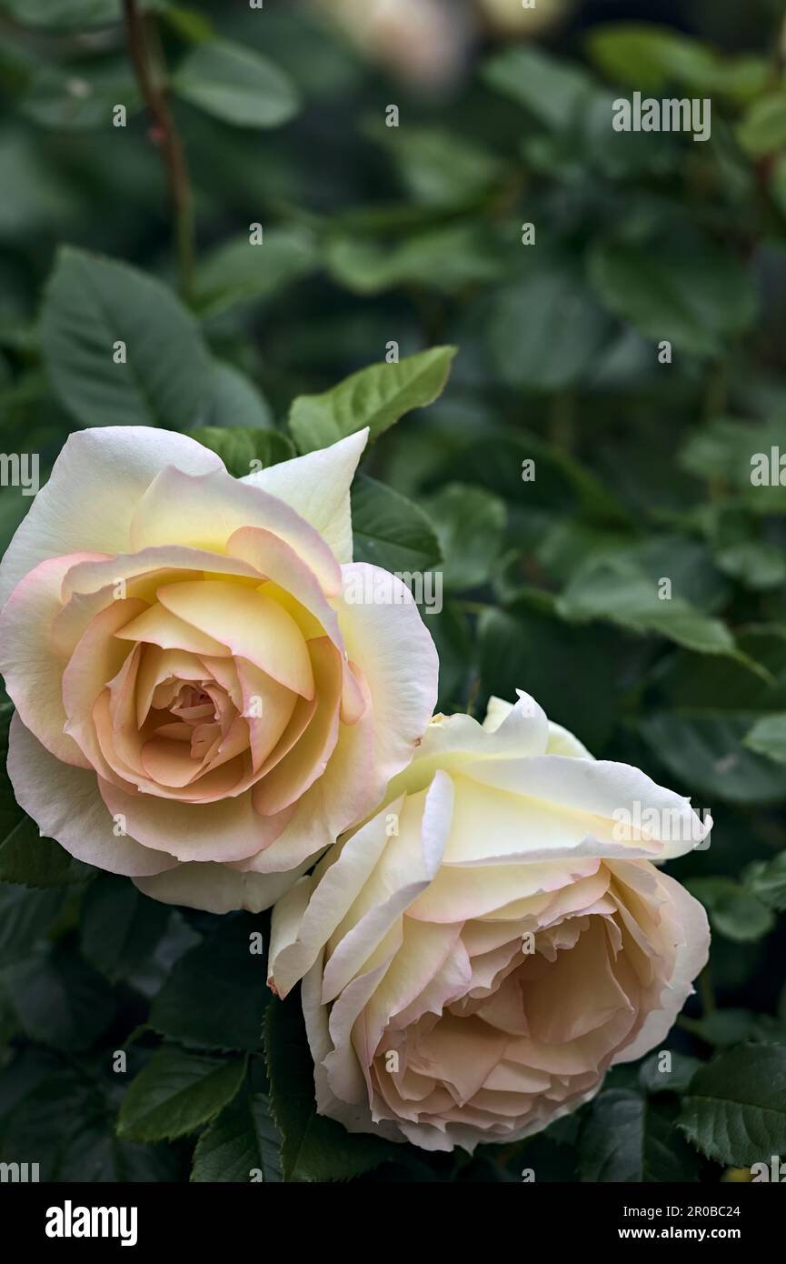 Pink english roses in bloom in a bush seen up close Stock Photo - Alamy