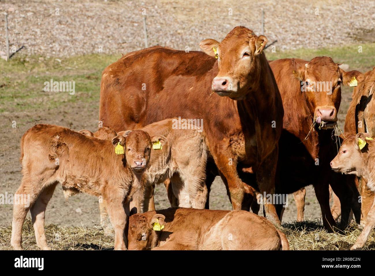 Asker 20230504.The government offered the farmers NOK 3.3 billion in ...