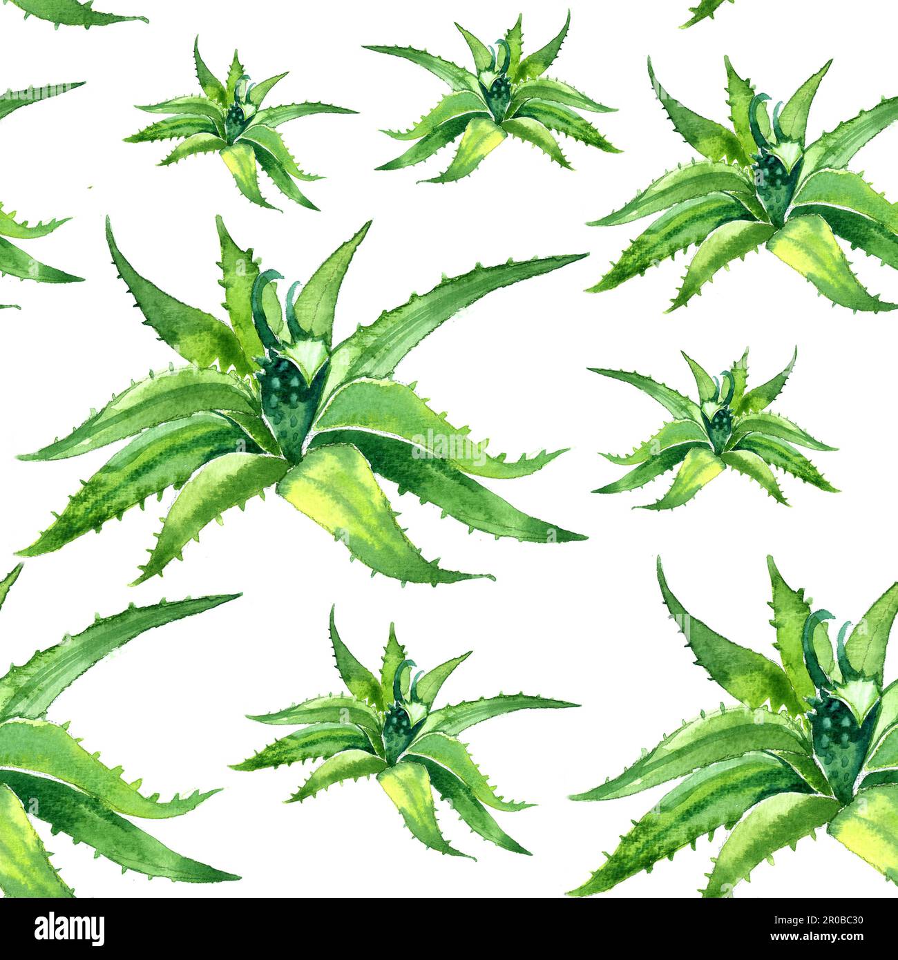 Watercolor summer insulated aloe vera pattern Stock Photo - Alamy