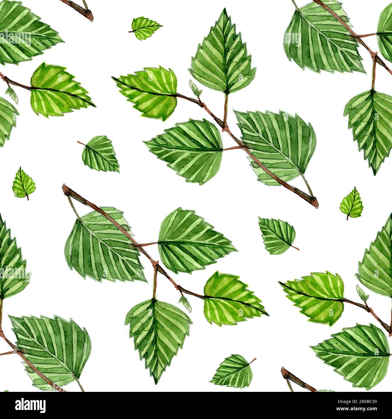 Birch tree watercolor hi-res stock photography and images - Alamy