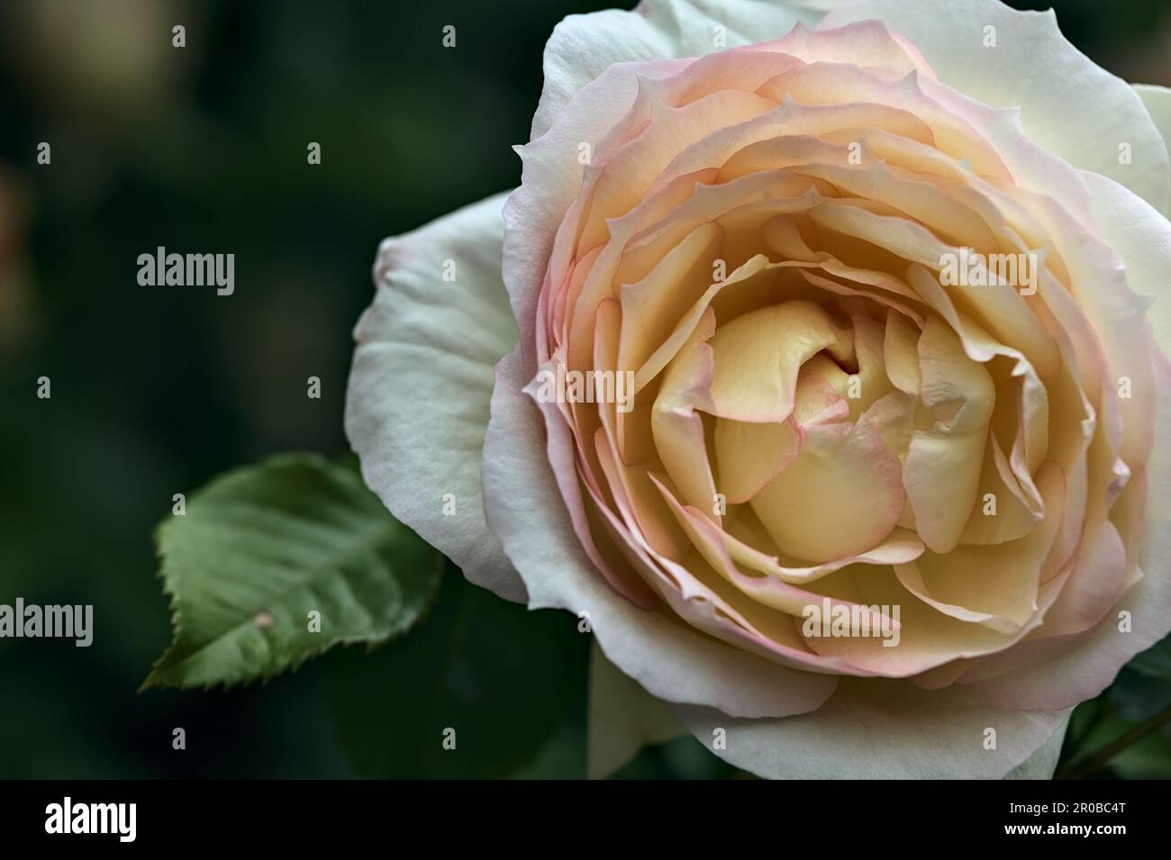 Pink english roses in bloom in a bush seen up close Stock Photo - Alamy