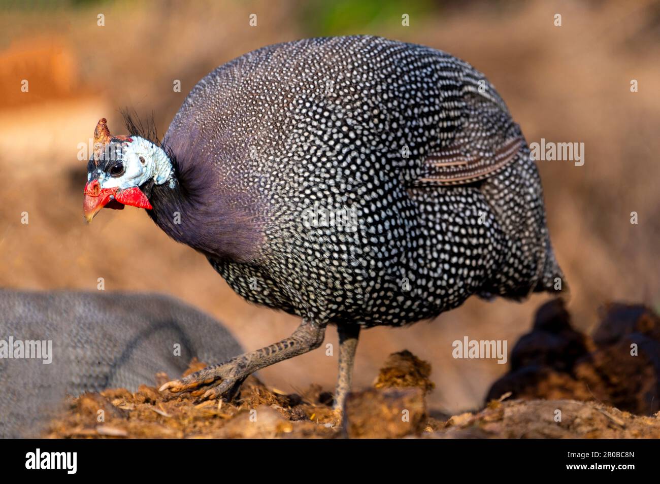 Guineafowl are birds of the family Numididae in the order Galliformes ...