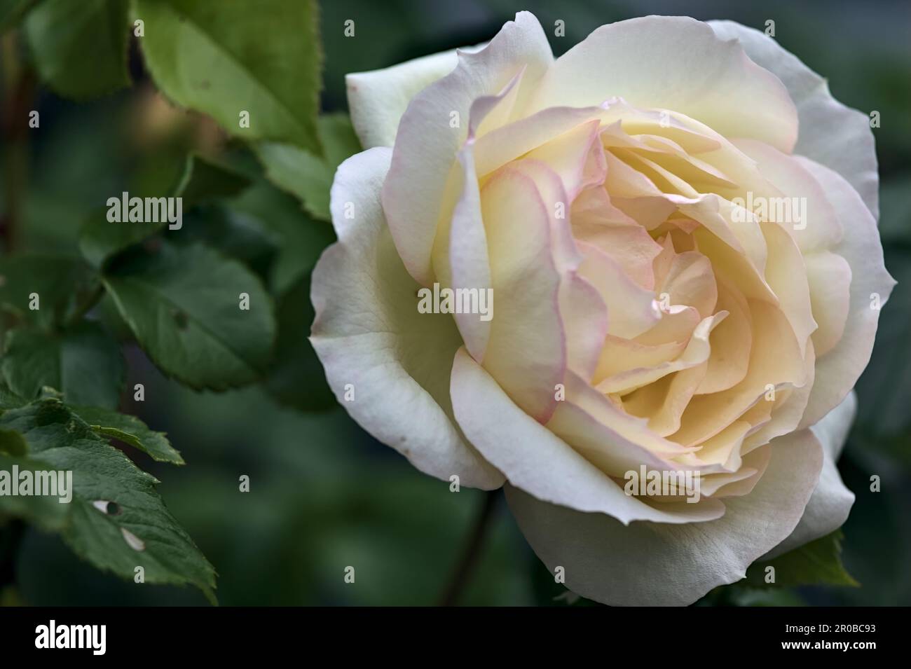 Pink english roses in bloom in a bush seen up close Stock Photo - Alamy