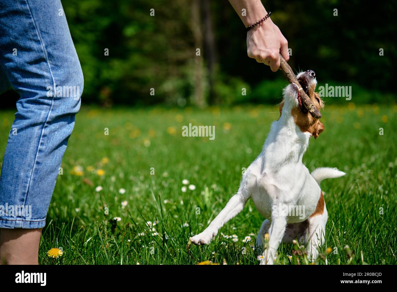 Owner playing with dog at green field, Woman training her dog, Pet ...