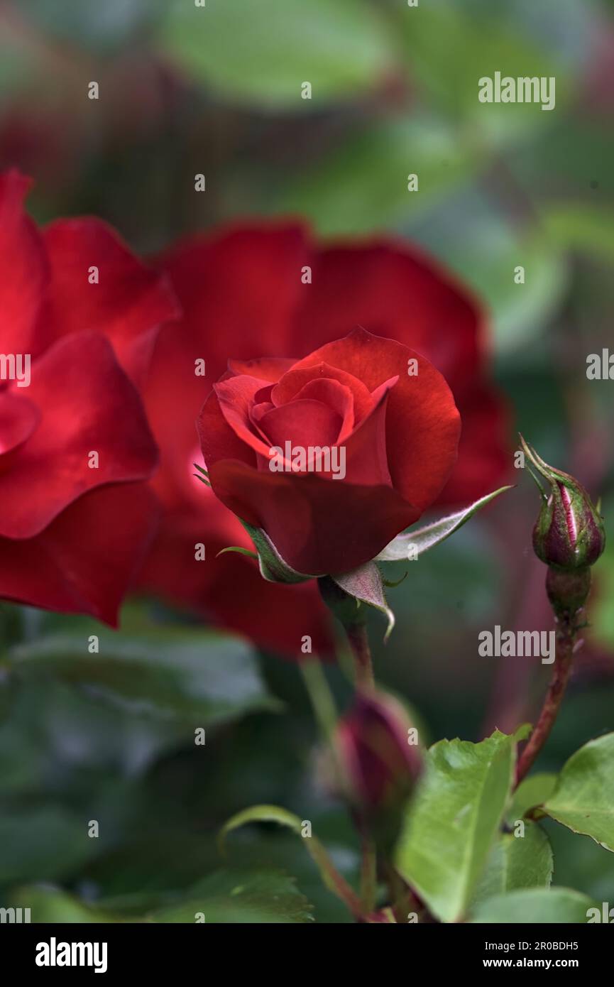 Chinese roses in bloom hi-res stock photography and images - Alamy