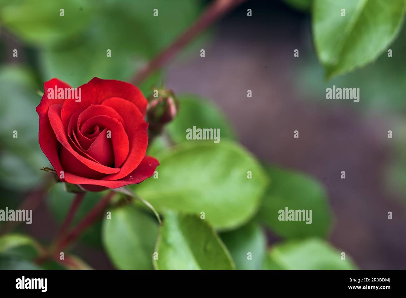 Chinese roses in bloom in a bush seen up close Stock Photo - Alamy