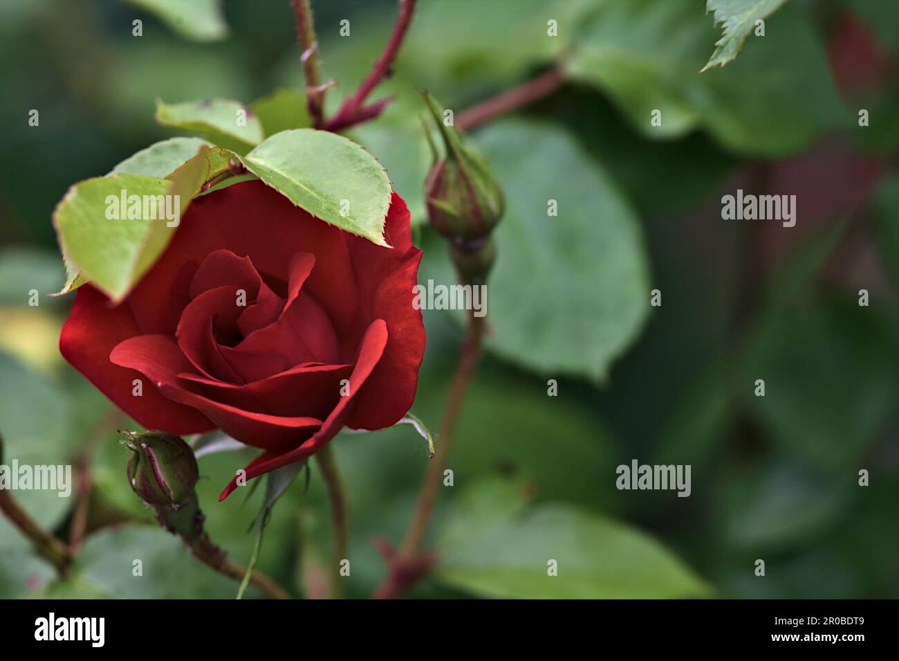 Chinese roses in bloom in a bush seen up close Stock Photo - Alamy