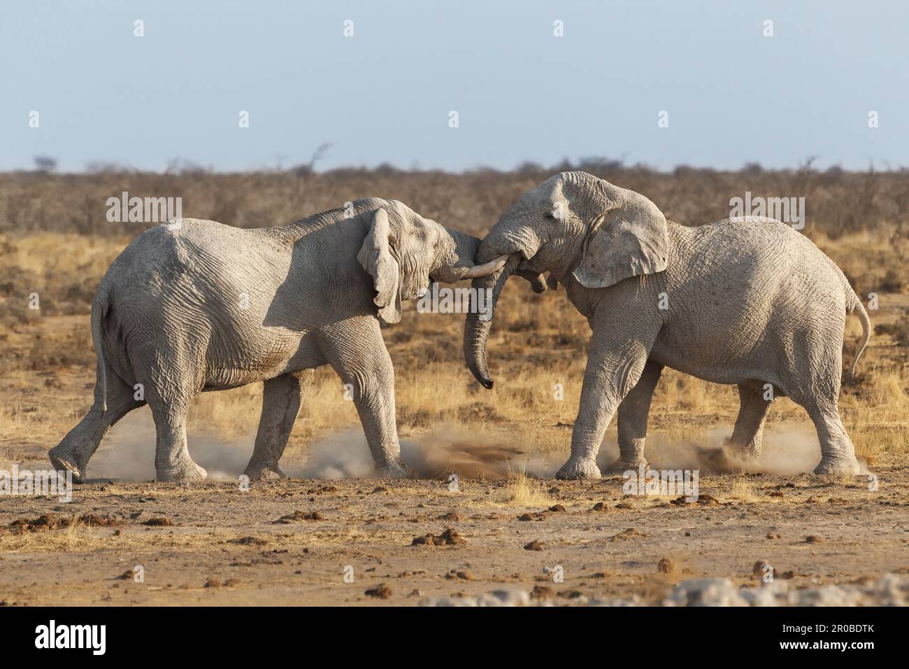 Male african elephant tusks fighting hi-res stock photography and ...