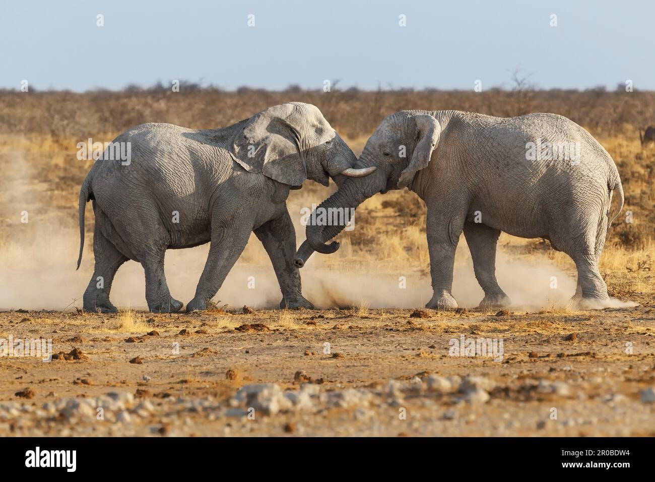 2 elephant bulls fighting, (Loxodonta african) pushing their heads ...