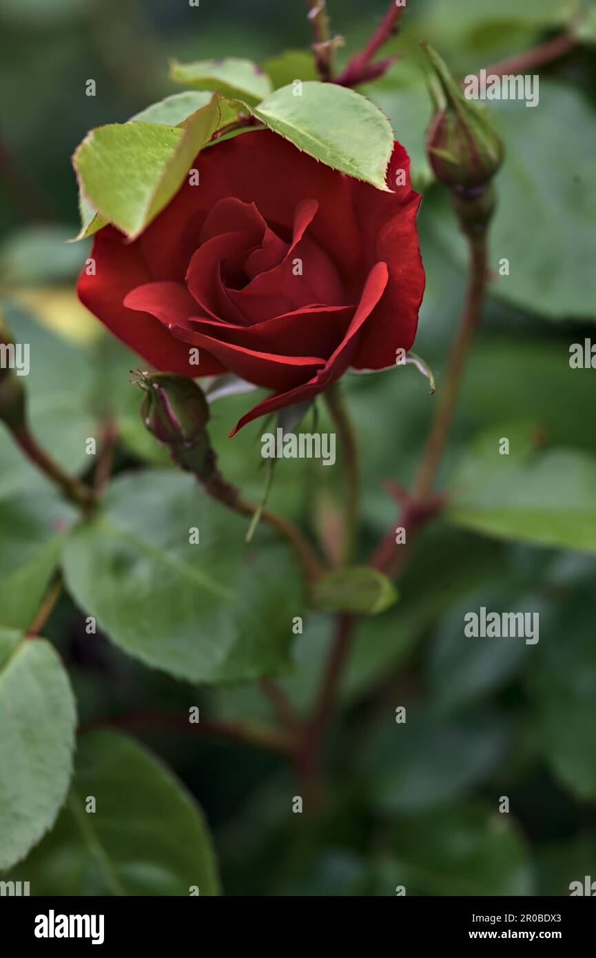 Chinese roses in bloom in a bush seen up close Stock Photo - Alamy