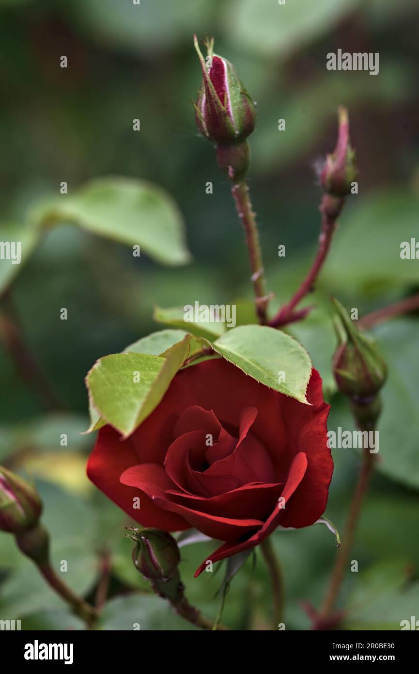 Chinese roses in bloom in a bush seen up close Stock Photo - Alamy