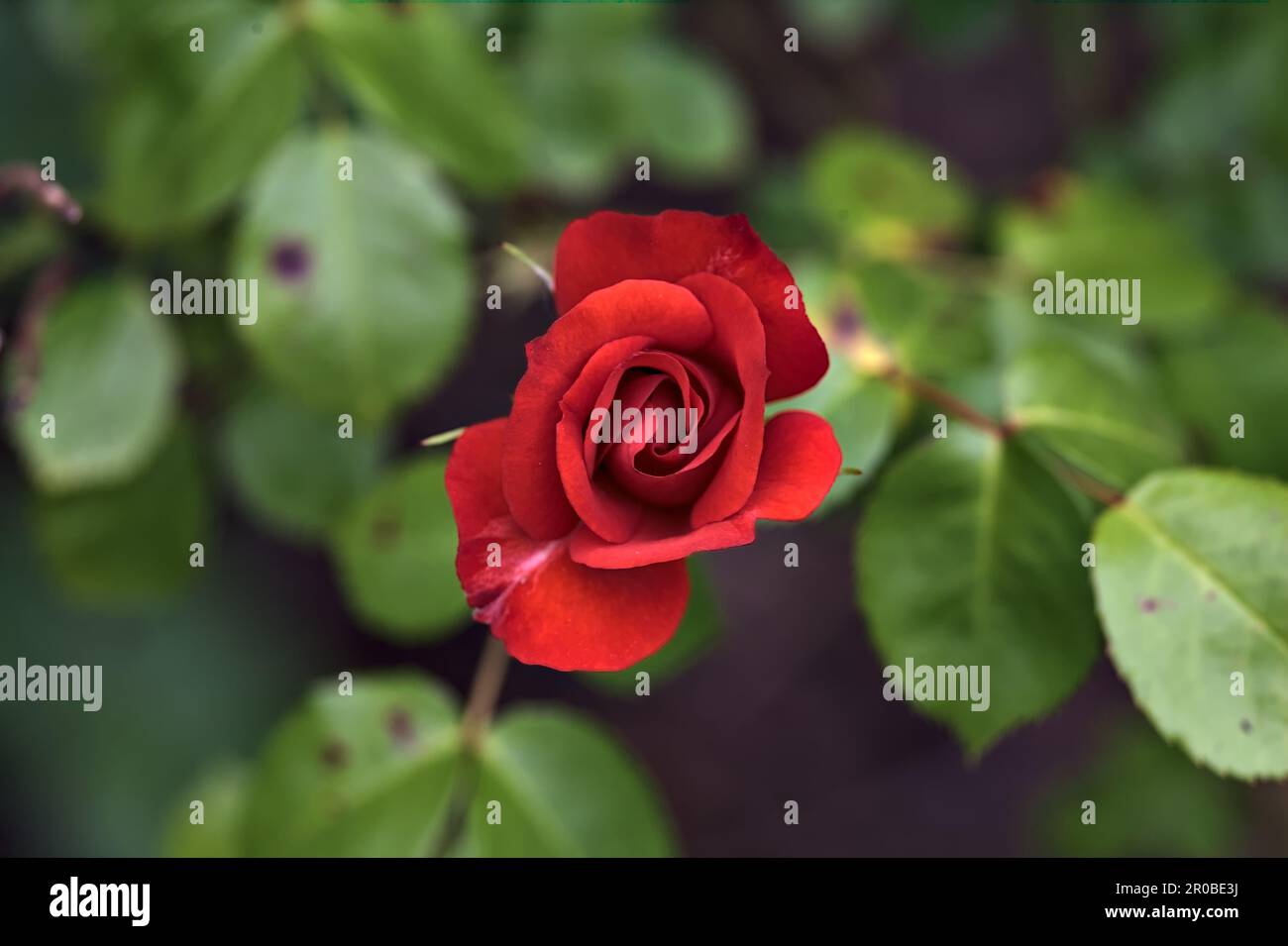 Chinese roses in bloom in a bush seen up close Stock Photo - Alamy