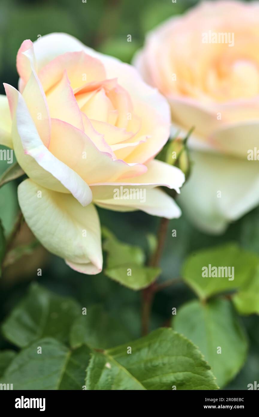Pink english roses in bloom in a bush seen up close Stock Photo - Alamy