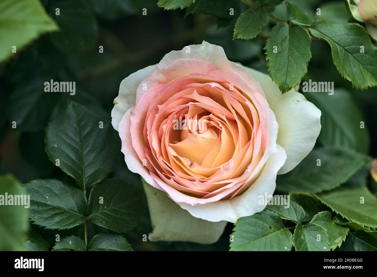 Pink english roses in bloom in a bush seen up close Stock Photo - Alamy