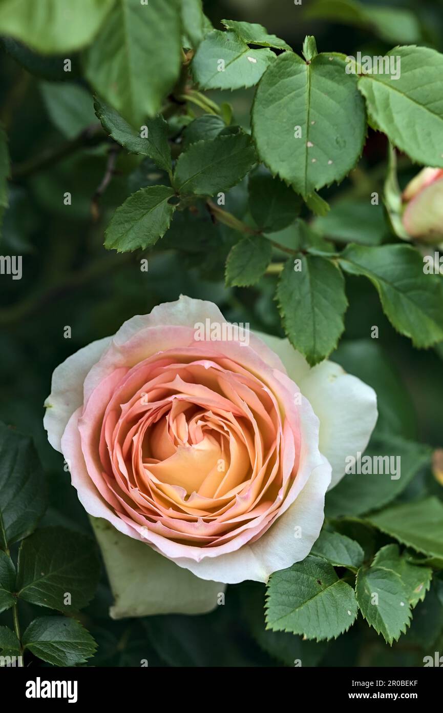 Pink english roses in bloom in a bush seen up close Stock Photo - Alamy