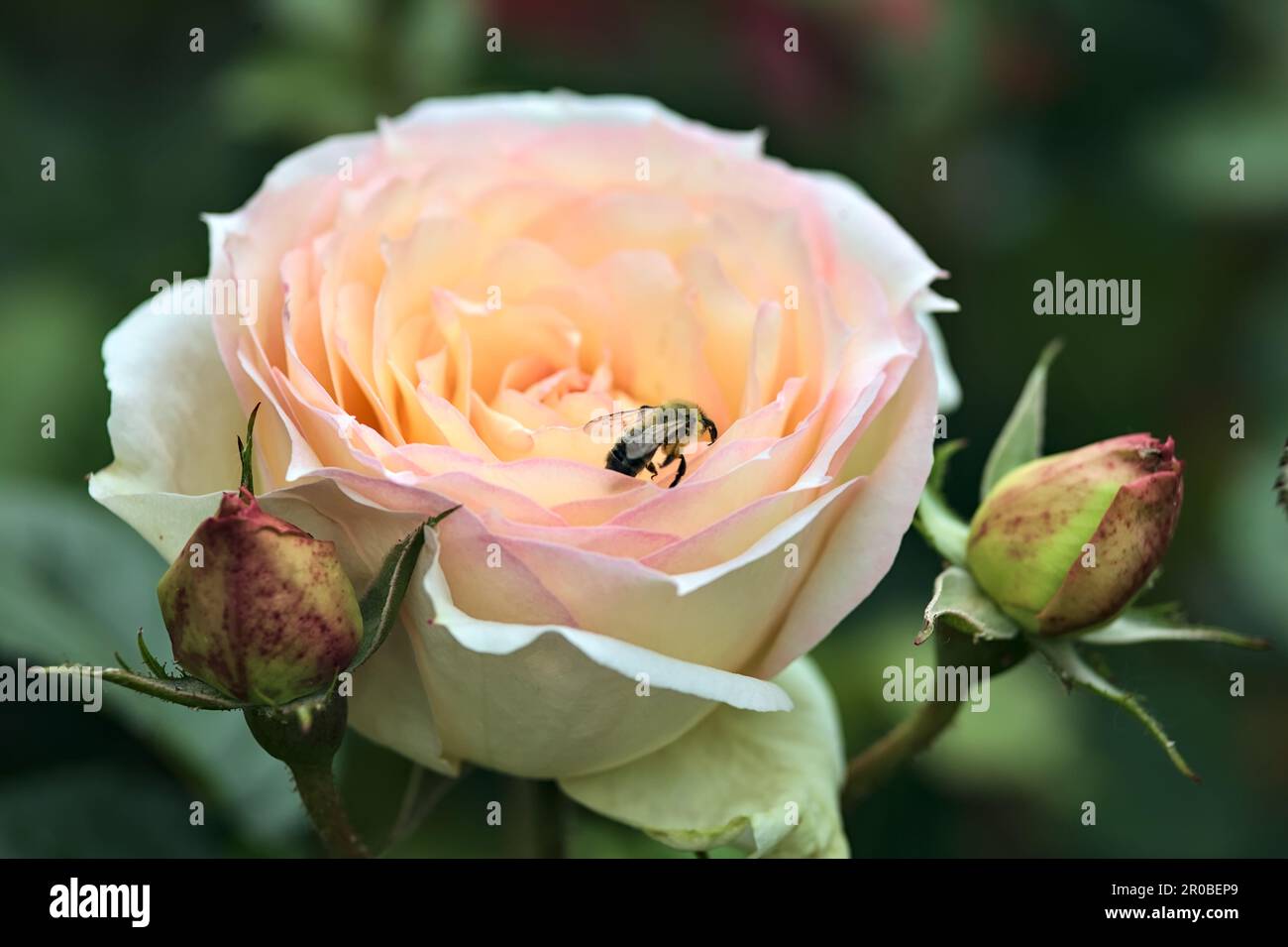 Pink english roses in bloom in a bush seen up close Stock Photo - Alamy