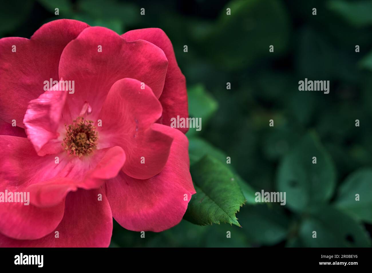 Young woman seen roses hi-res stock photography and images - Alamy