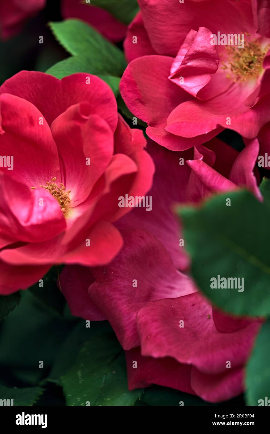 Chinese roses in bloom in a bush seen up close Stock Photo - Alamy
