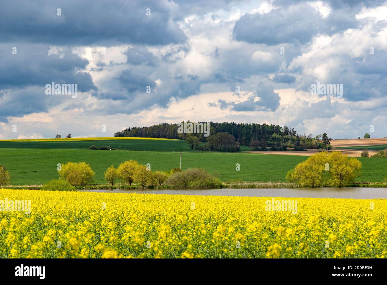 European landscape with spring fields. Canola fields Stock Photo - Alamy
