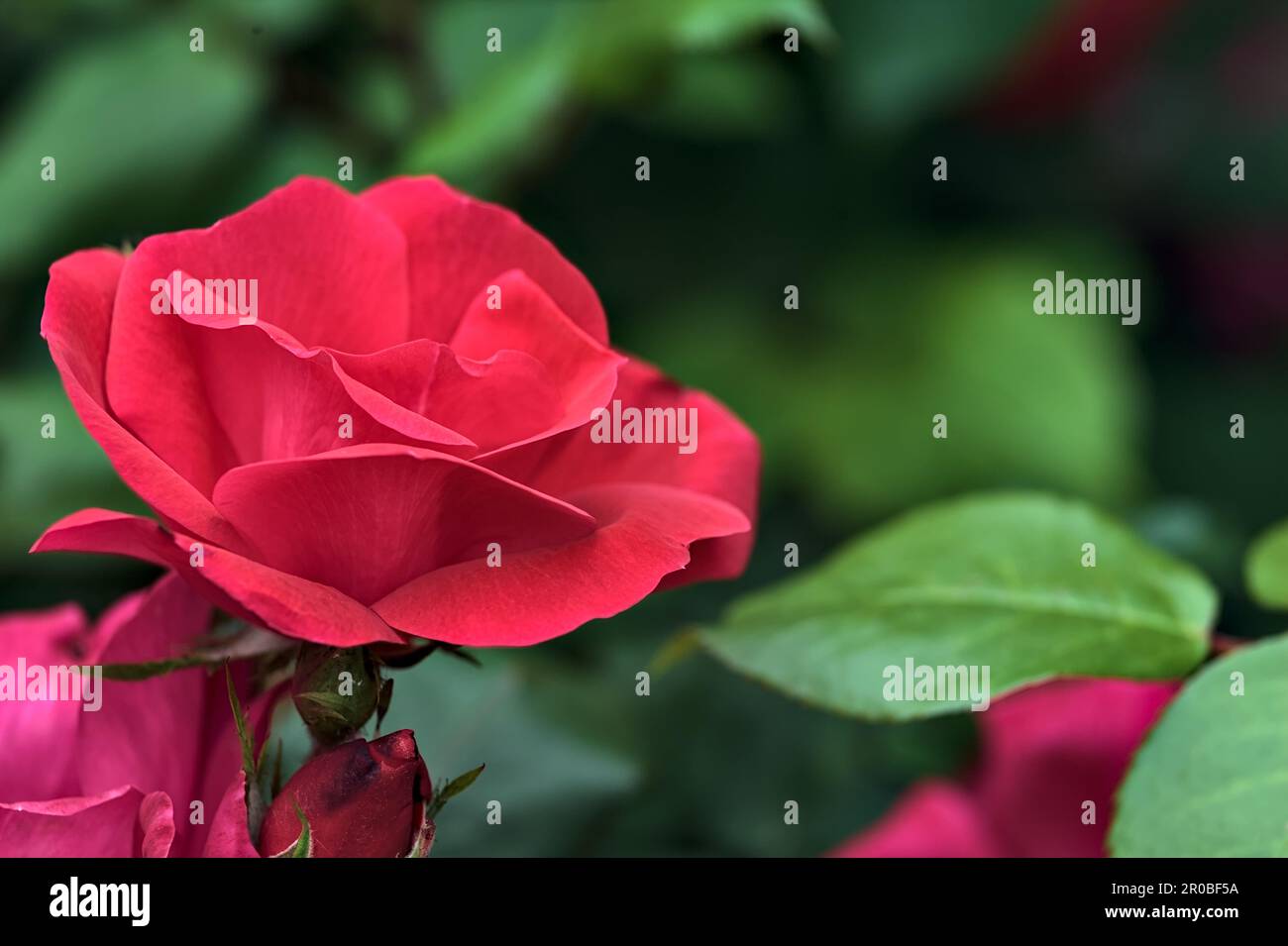 Chinese roses in bloom in a bush seen up close Stock Photo - Alamy