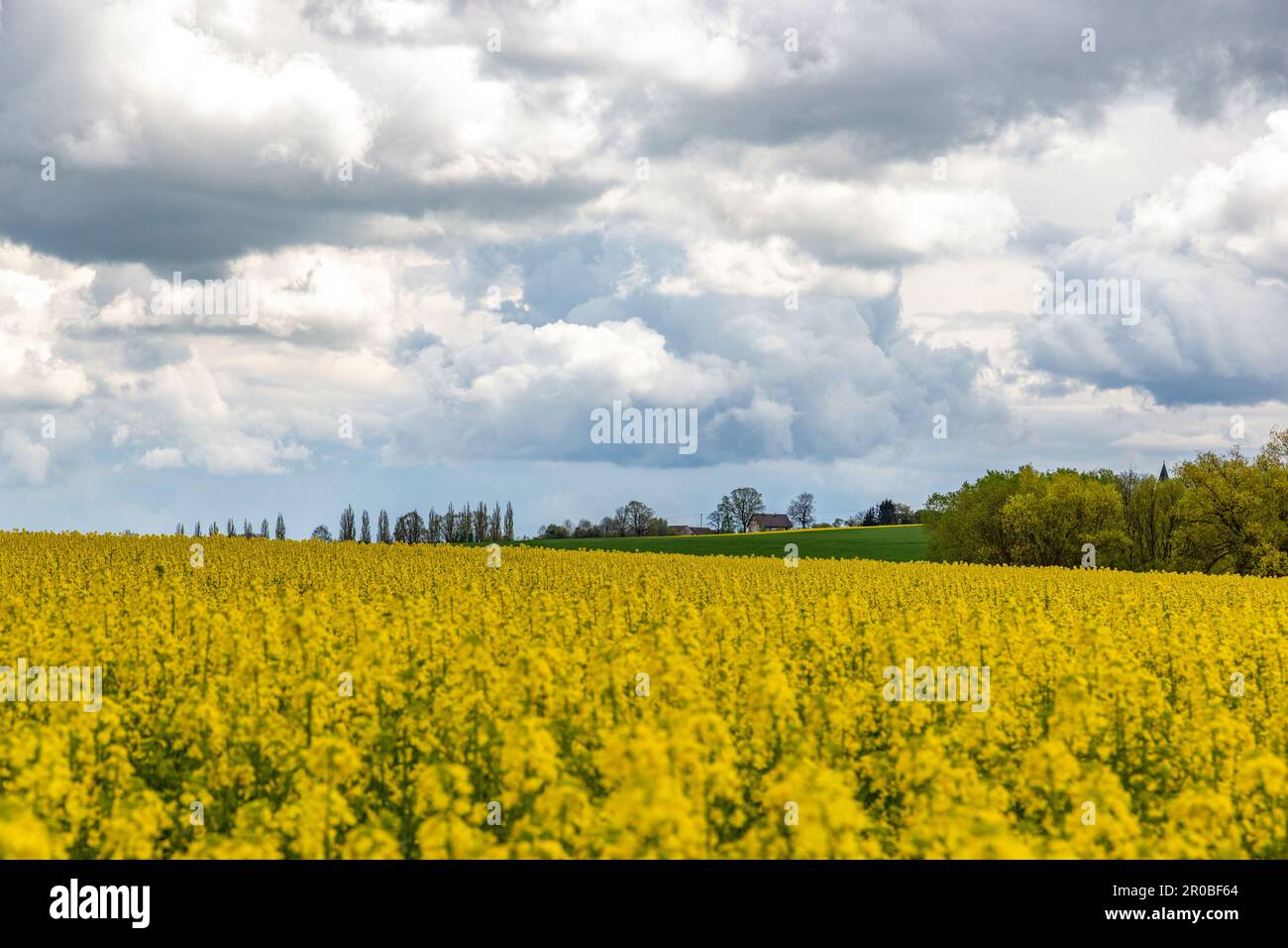 European landscape with spring fields. Canola fields Stock Photo - Alamy