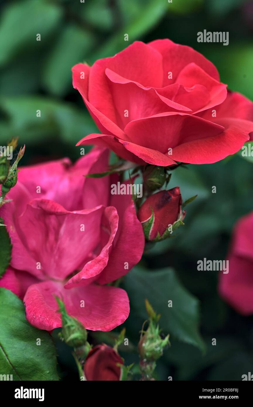 Chinese roses in bloom in a bush seen up close Stock Photo - Alamy