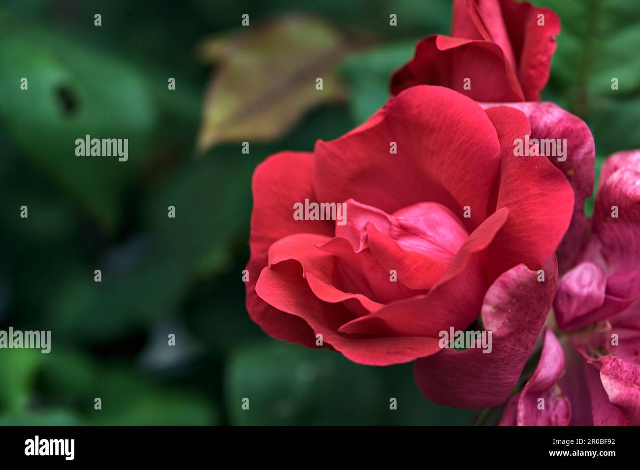 Chinese roses in bloom in a bush seen up close Stock Photo - Alamy
