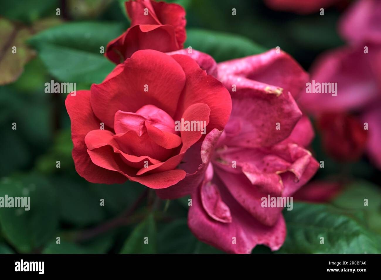 Chinese roses in bloom in a bush seen up close Stock Photo - Alamy