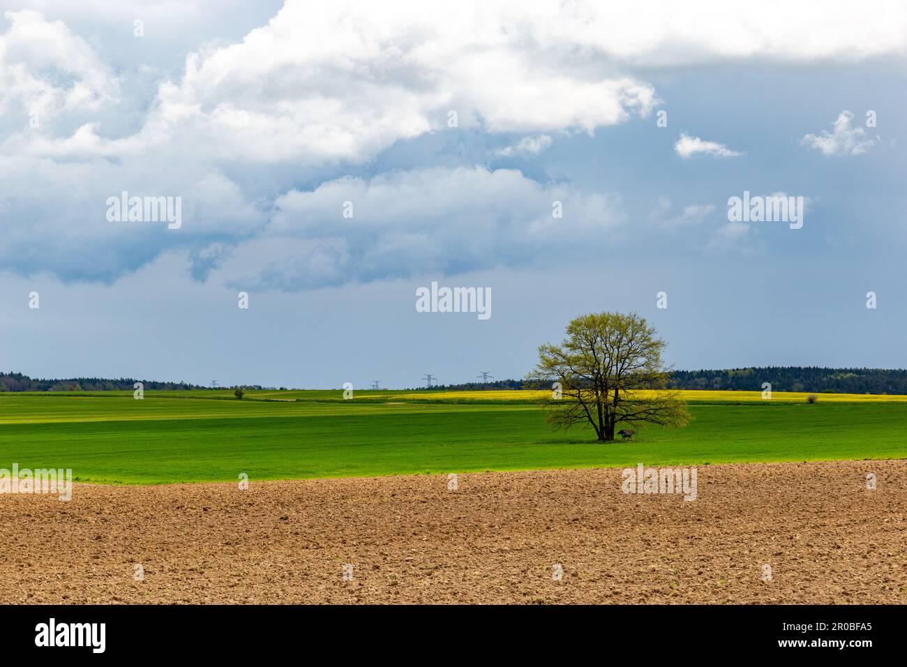 Spring green fields in European rural areas Stock Photo - Alamy