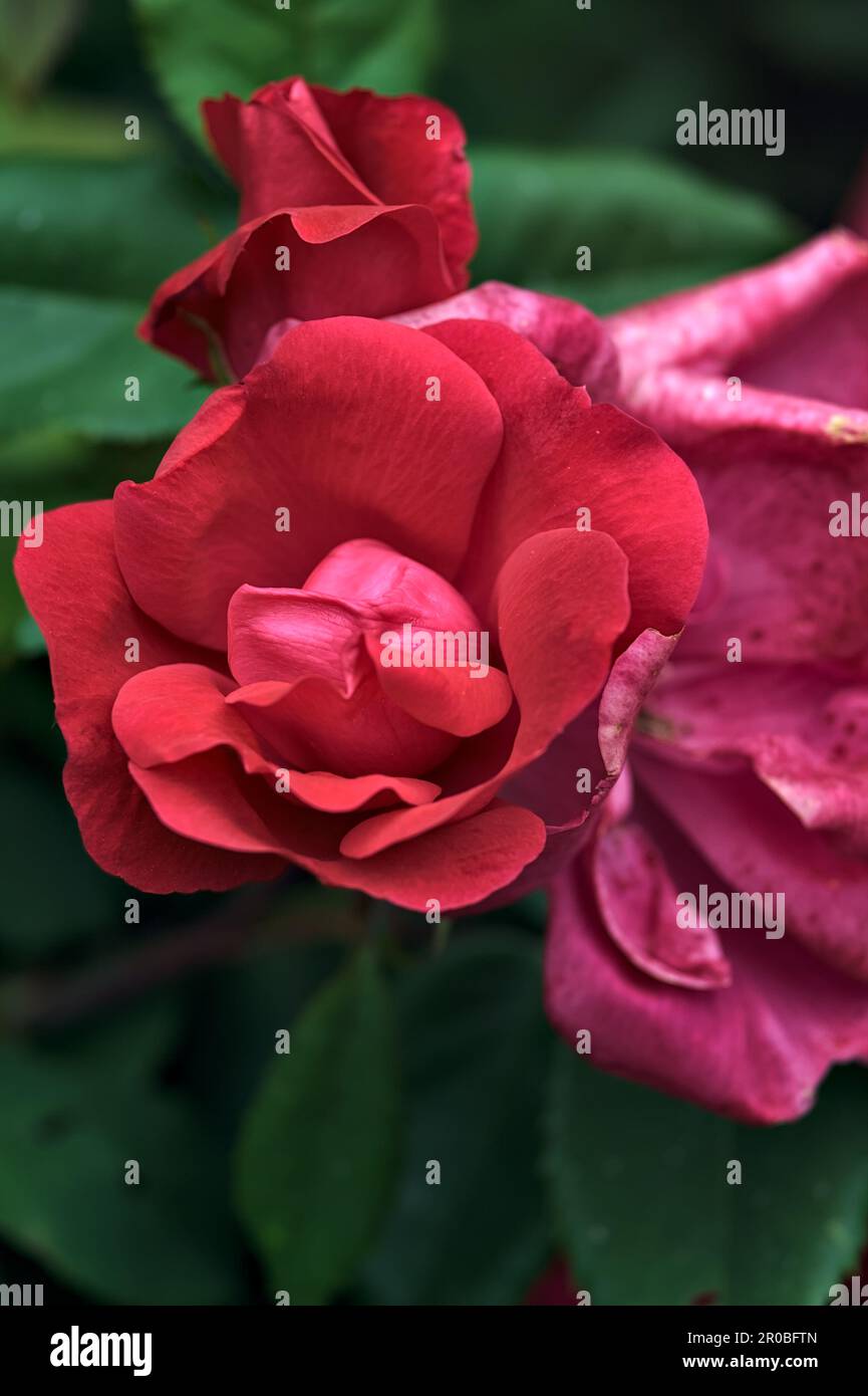 Chinese roses in bloom in a bush seen up close Stock Photo - Alamy