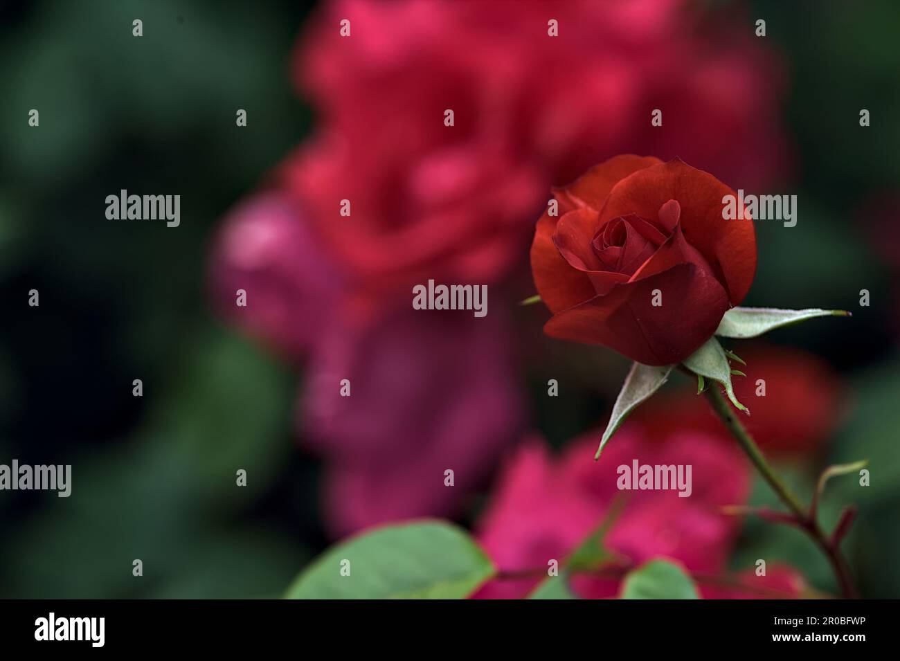 Chinese roses in bloom in a bush seen up close Stock Photo - Alamy