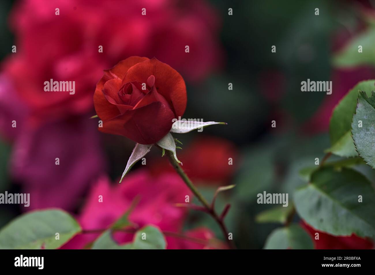 Chinese roses in bloom in a bush seen up close Stock Photo - Alamy