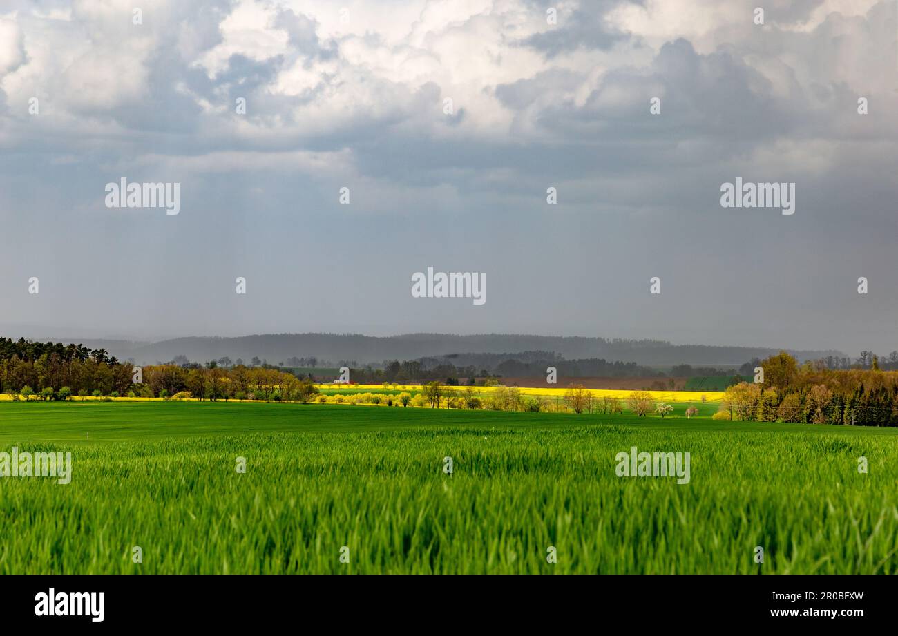 European landscape with spring fields. Canola fields Stock Photo - Alamy