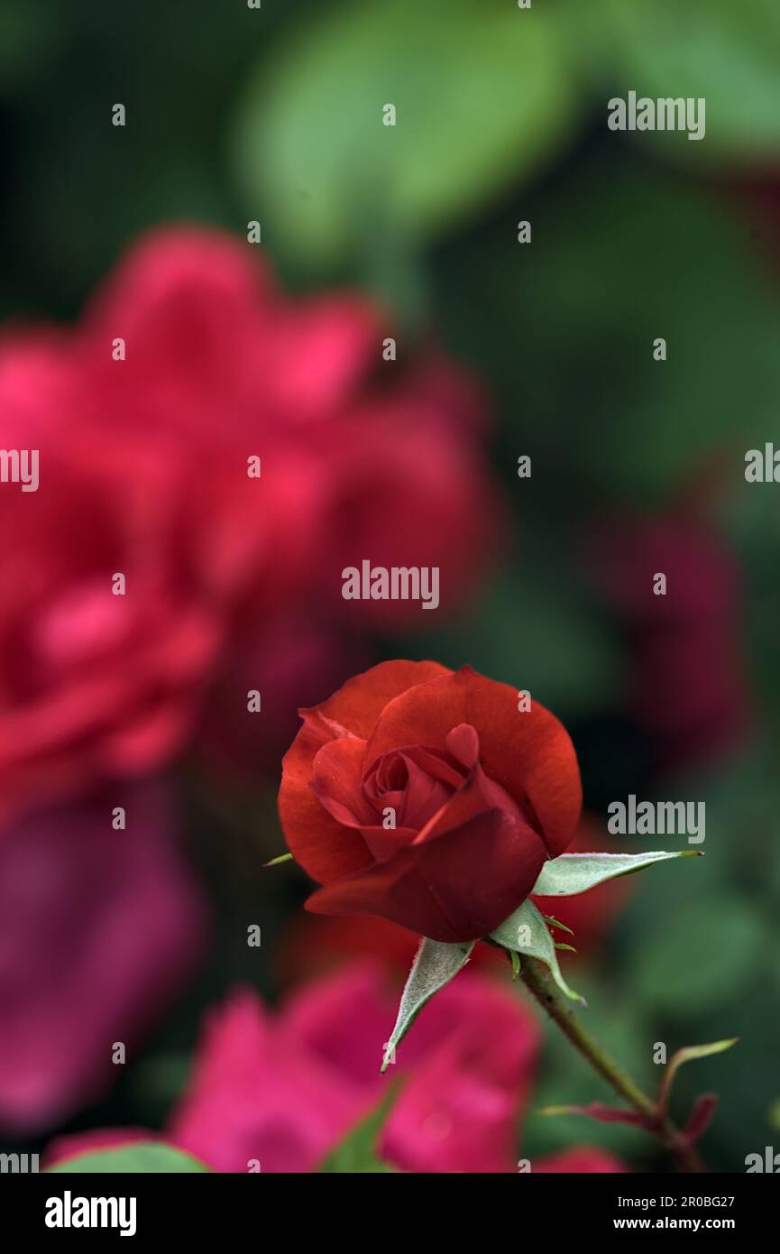 Young woman seen roses hi-res stock photography and images - Alamy