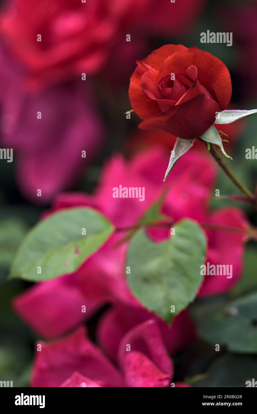 Chinese roses in bloom in a bush seen up close Stock Photo - Alamy